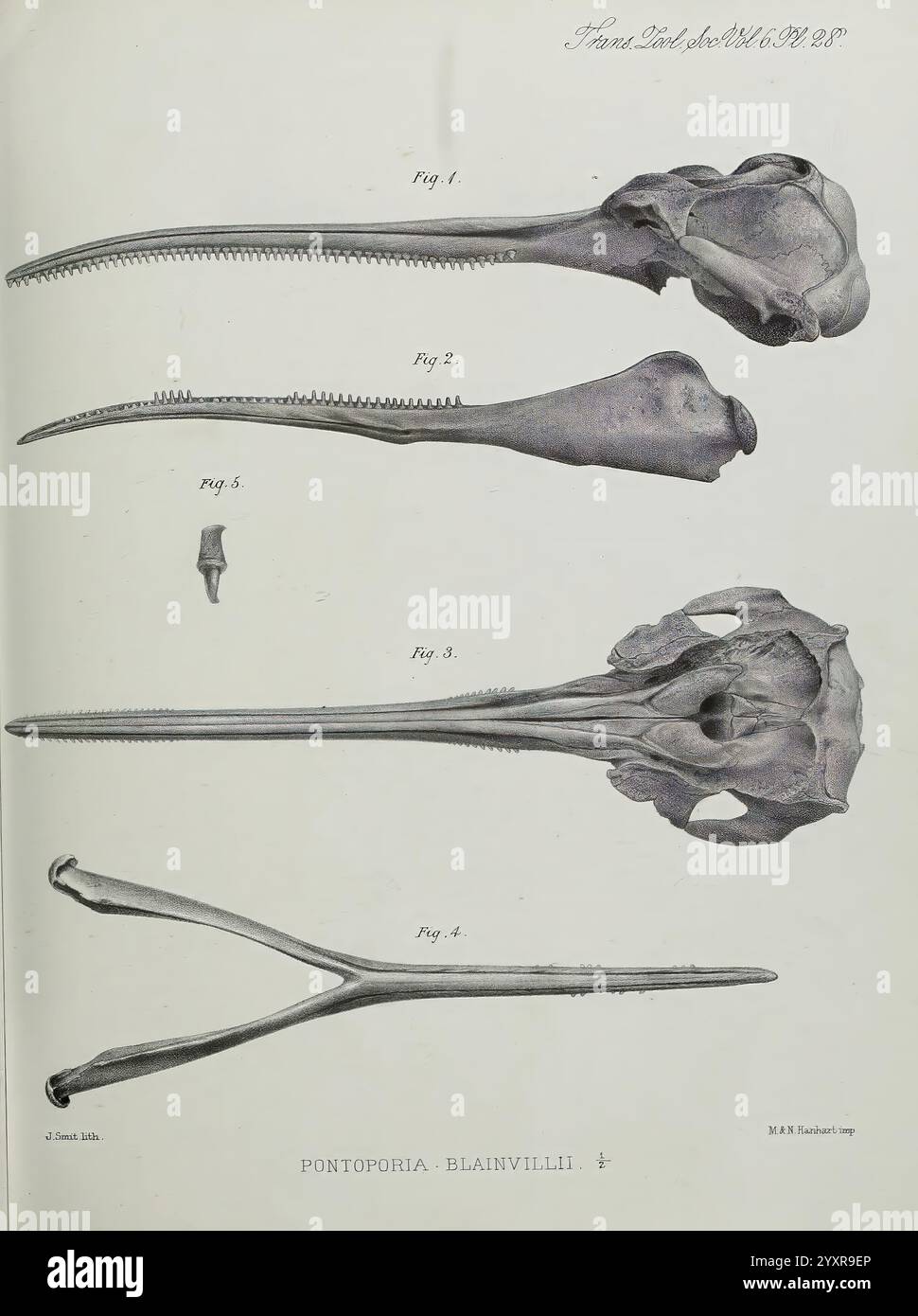 Transactions of the Zoological Society of London, London, Published for ...