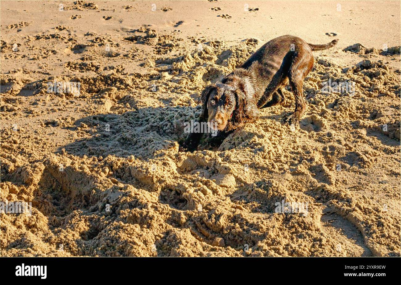 Miami, Tarragona, Spain - December 15th 2024 - Chocolate coloured ...