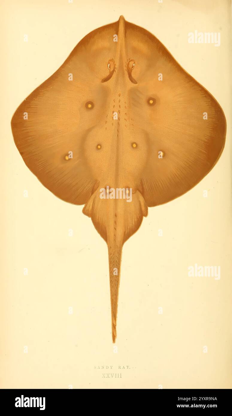 British islands 1862 65 great britain ray fishes leucoraja circu hi-res ...