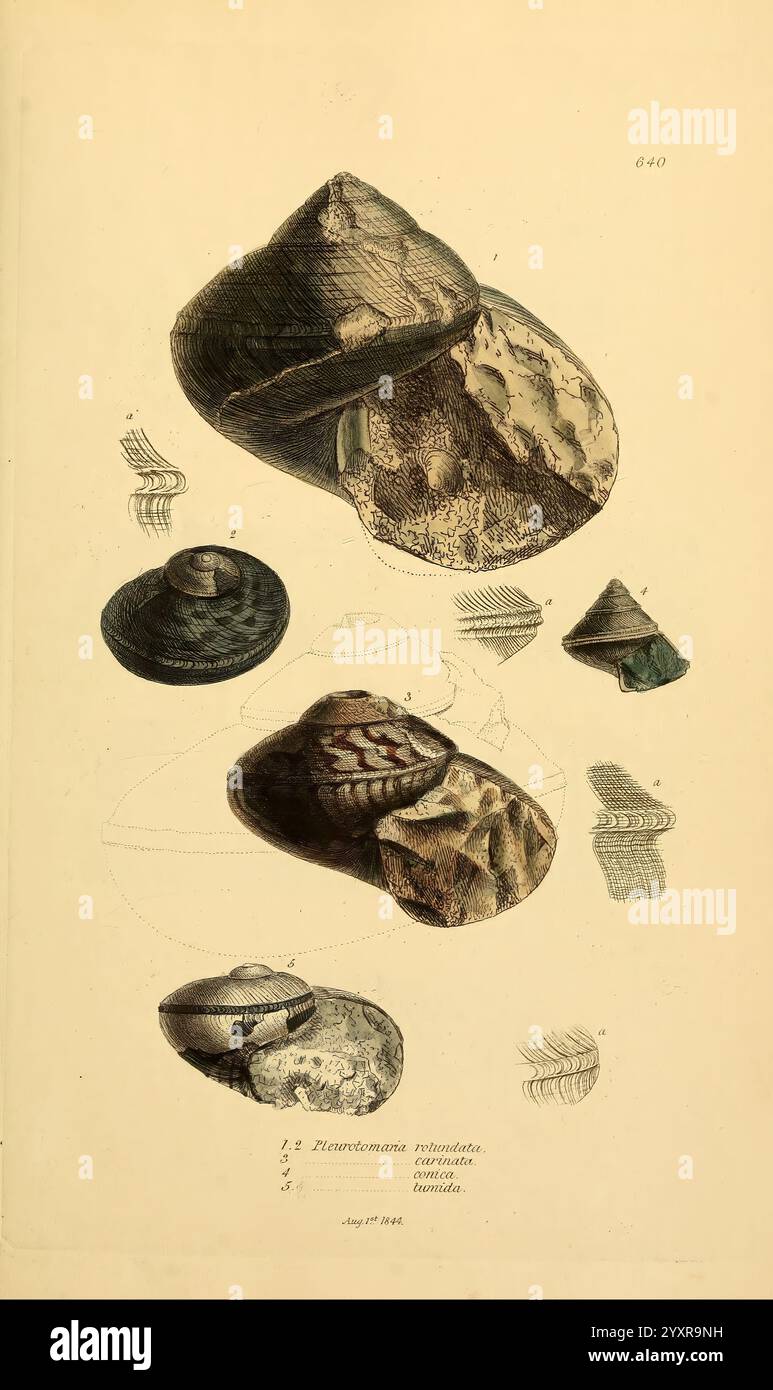 Shell exhibits unique characteristics hi-res stock photography and ...