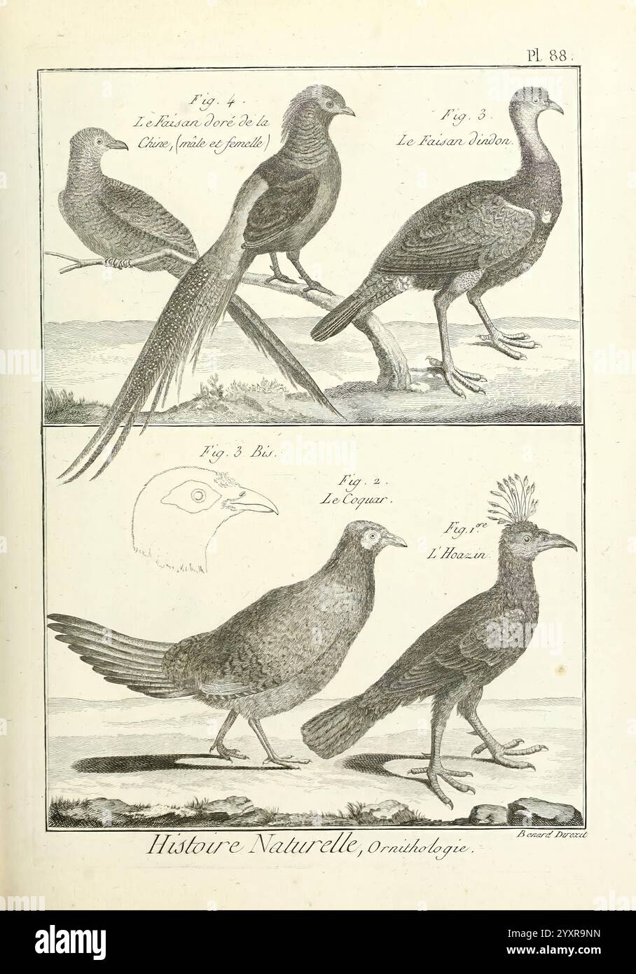 Tableau, encyclopédique, et, méthodique, des, trois, règnes, de, la ...