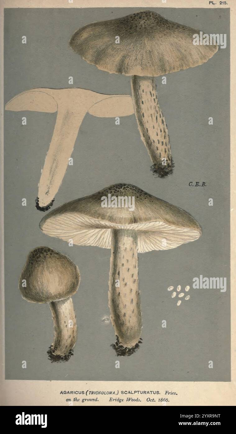 Illustrations of British Fungi (Hymenomycetes), to serve as an atlas to ...