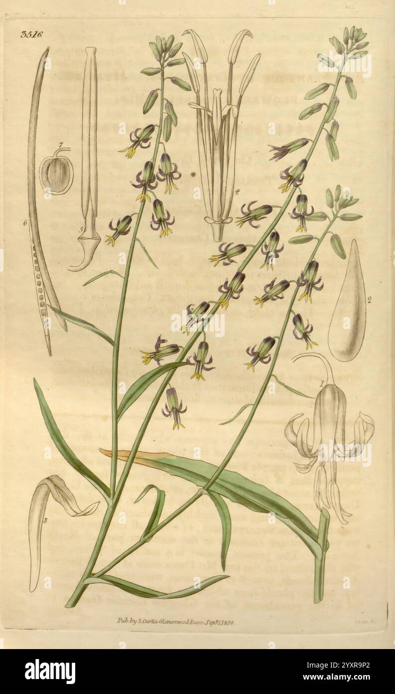 Comprehensive botanical representation highlights hi-res stock ...