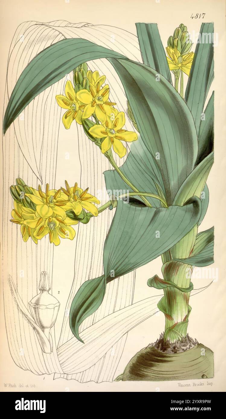 Hypoxis latifolia hi-res stock photography and images - Alamy