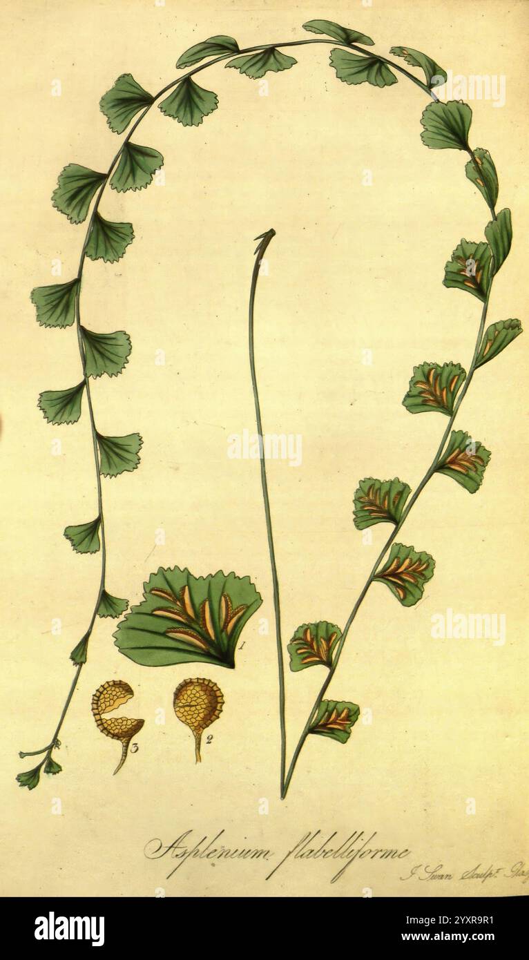 Plants distinct spiral structure hi-res stock photography and images ...
