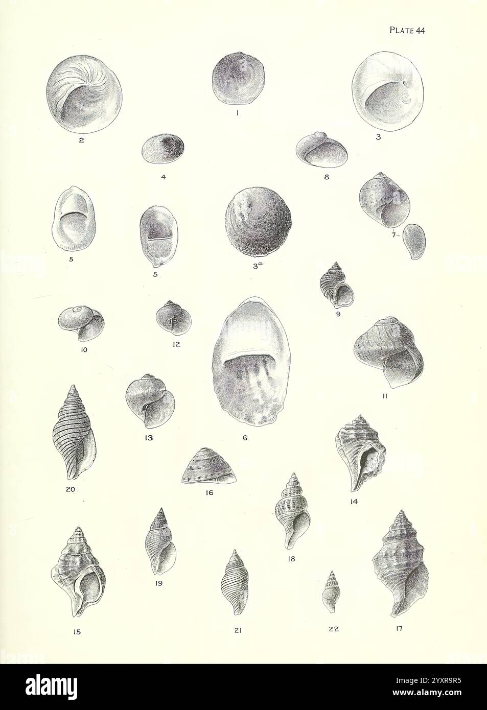 Siphonalia caudata hi-res stock photography and images - Alamy