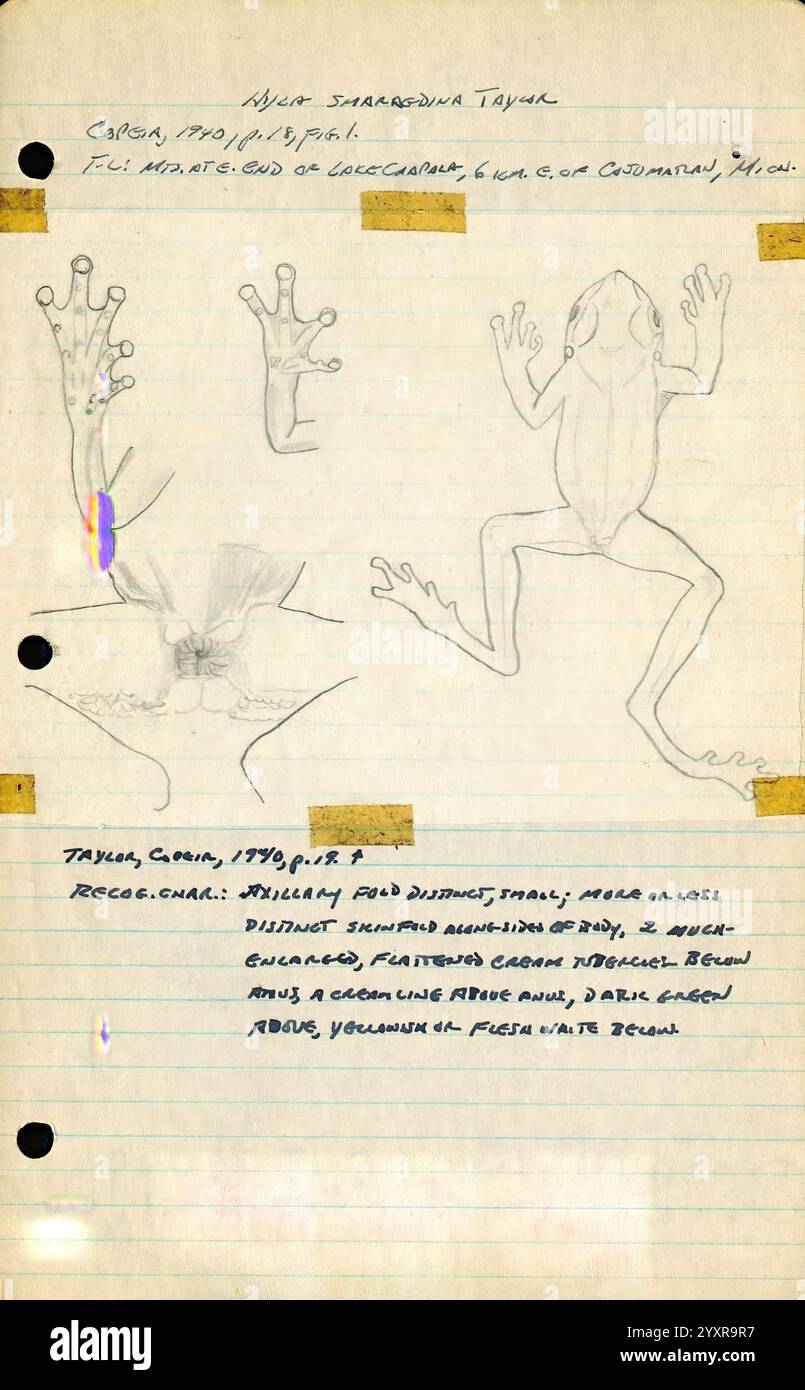 Field notes, Mexico. 1949-1950, illustration, Mexico, Mexico City ...