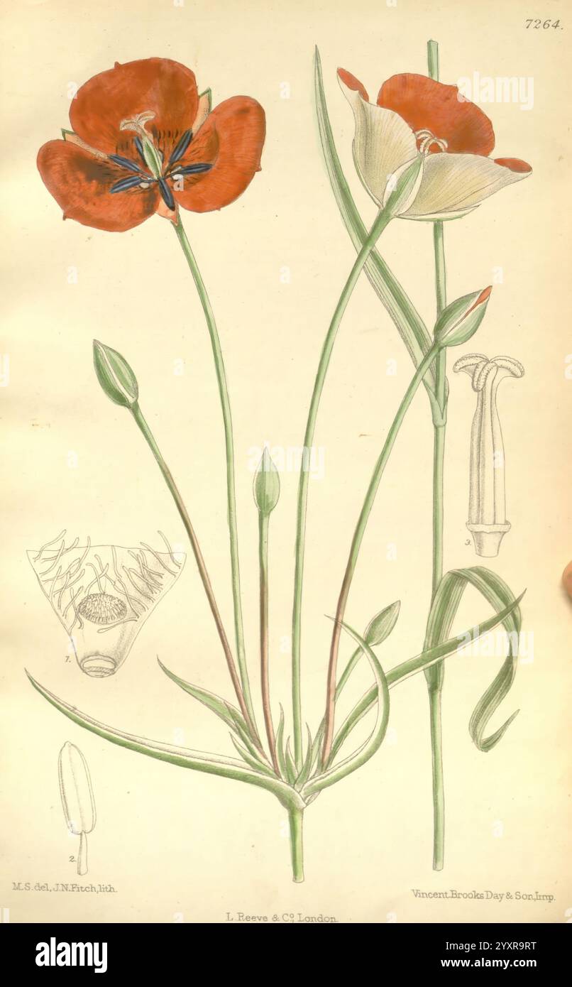 Two distinct flower species hi-res stock photography and images - Alamy