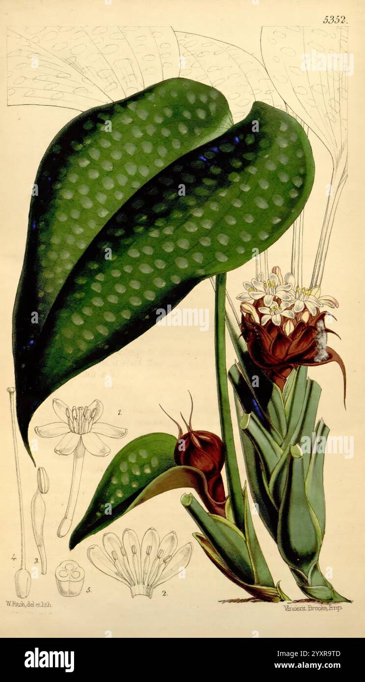 Curtis's Botanical Magazine London, New York Botanical Illustration ...