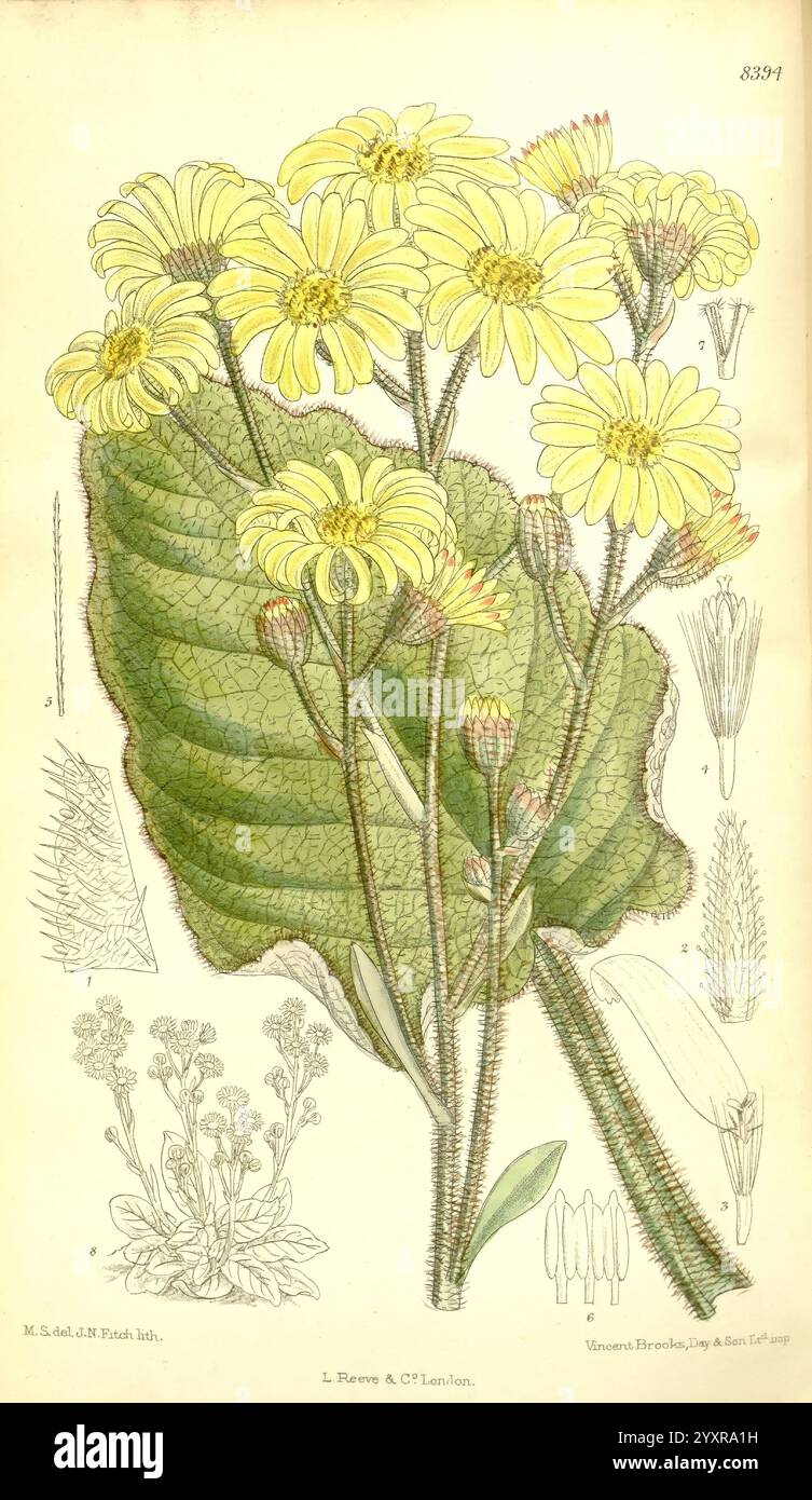 Leaf displays prominent veins hi-res stock photography and images - Alamy