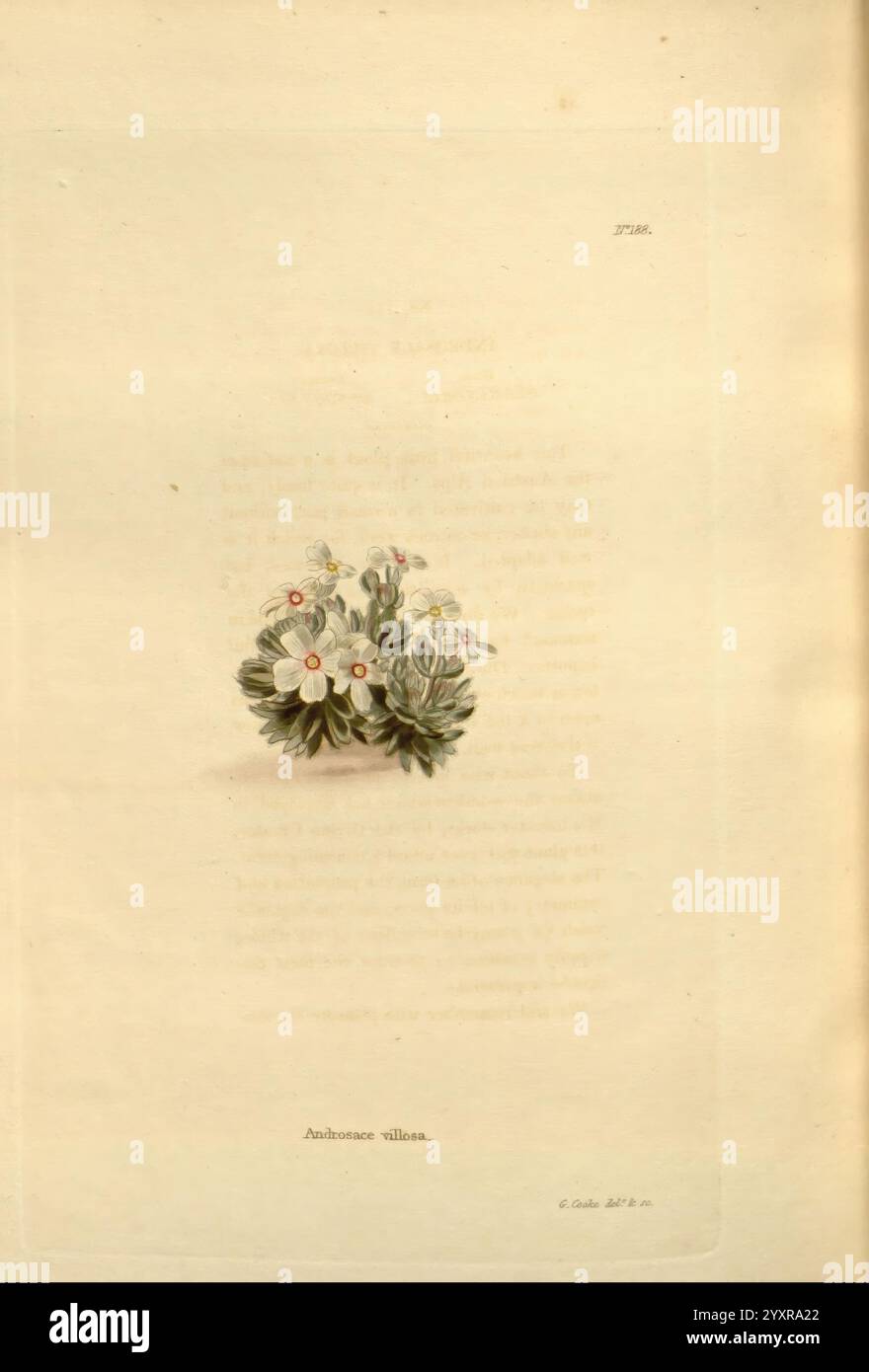 The, botanical, cabinet, London, John, &, Arthur, Arch, 1817-1833, A ...