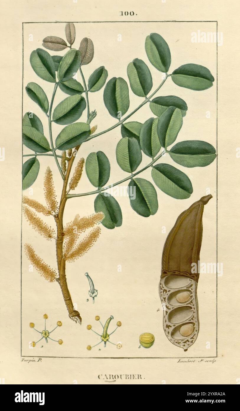 Camphor trees anatomy hi-res stock photography and images - Alamy