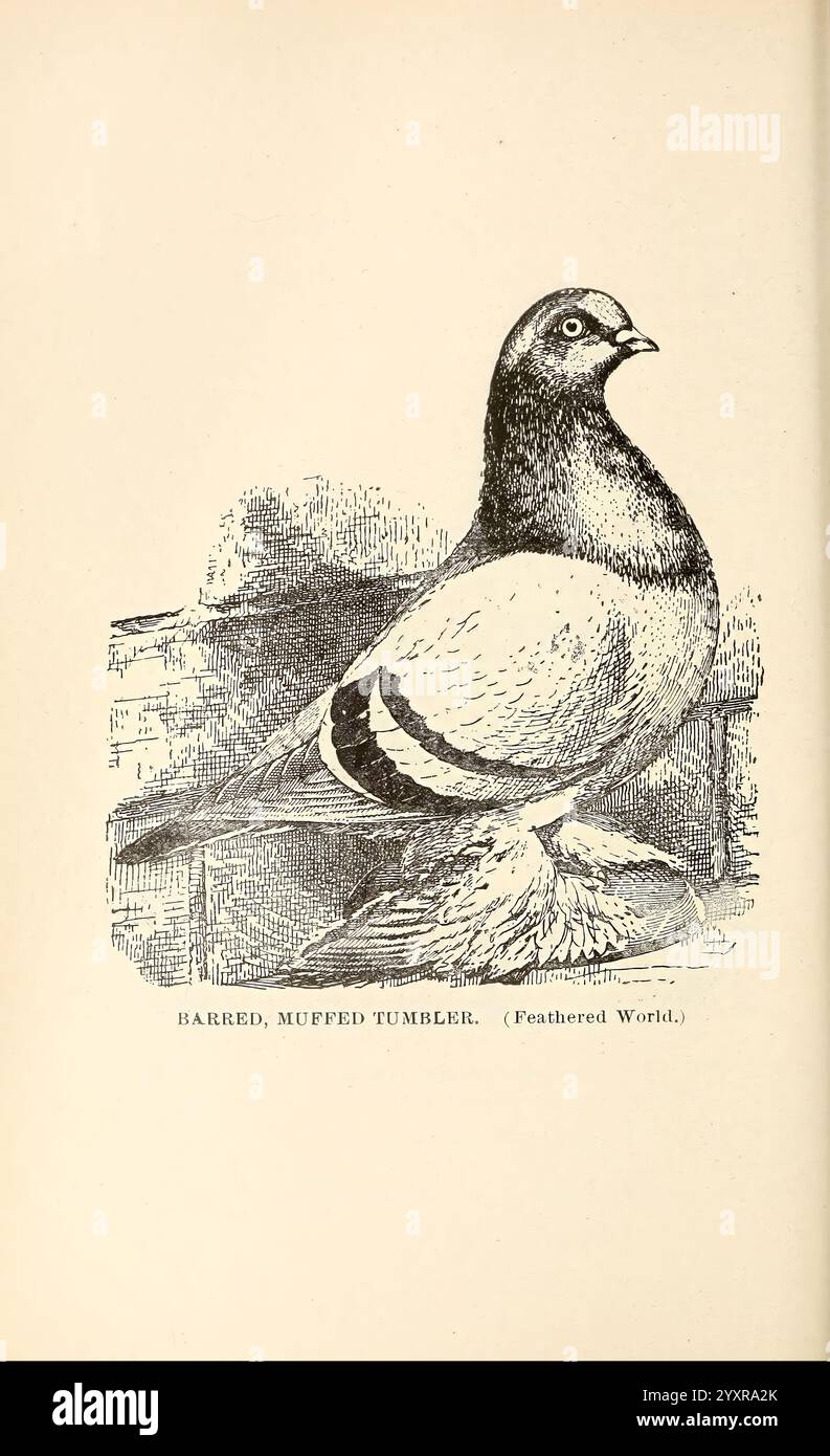 Muffed appearance hi-res stock photography and images - Alamy