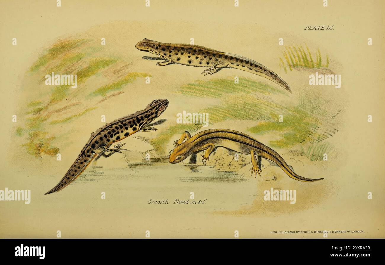 Newts depicted hi-res stock photography and images - Alamy