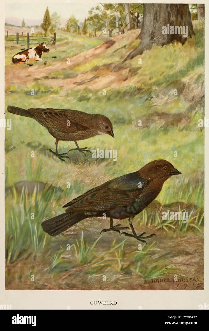 Scene depicts two cowbirds foraging hi-res stock photography and images ...