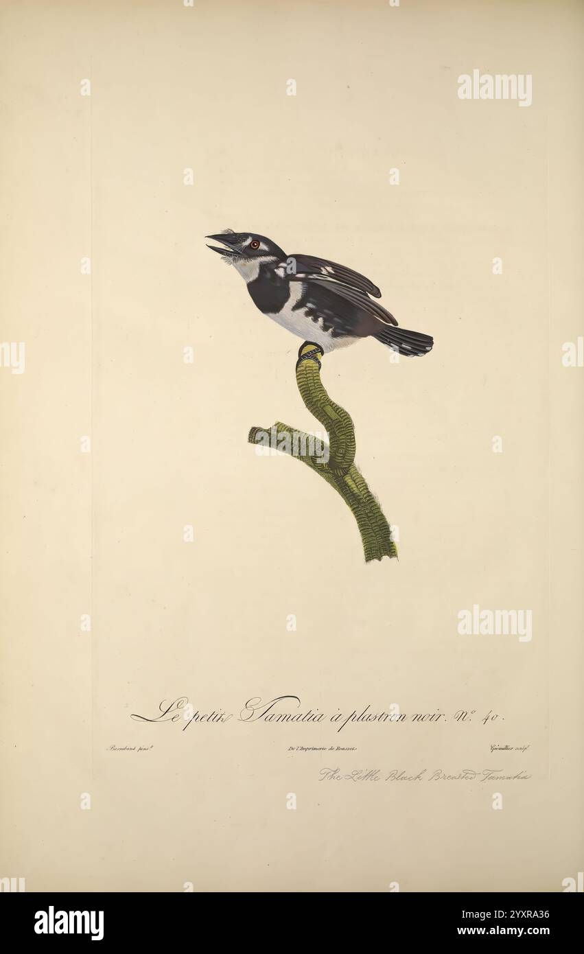 Possible insectivorous diet hi-res stock photography and images - Alamy