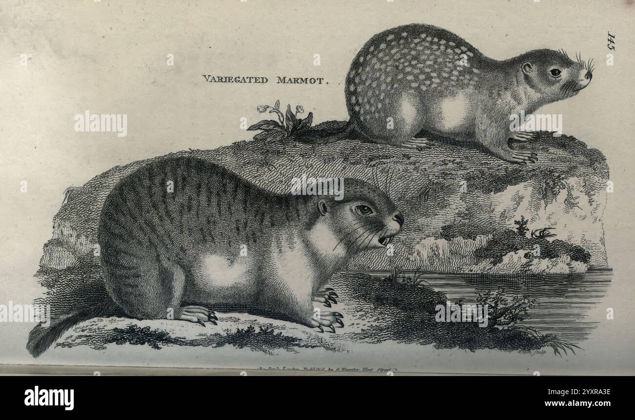 Creatures relaxed pose hi-res stock photography and images - Alamy