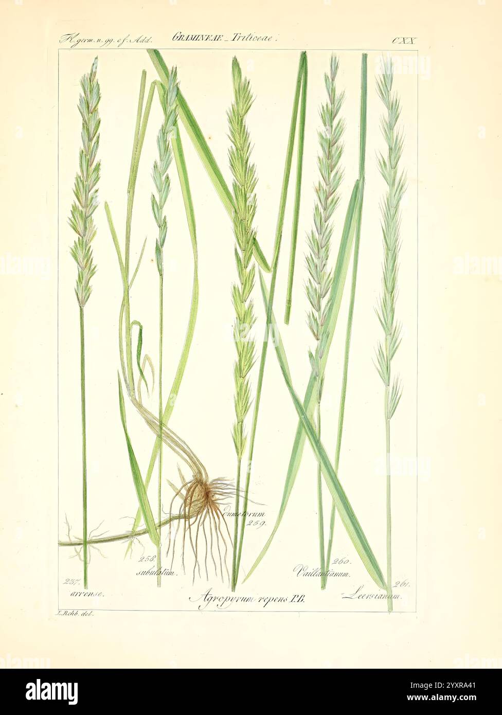 Understanding grass biodiversity hi-res stock photography and images ...