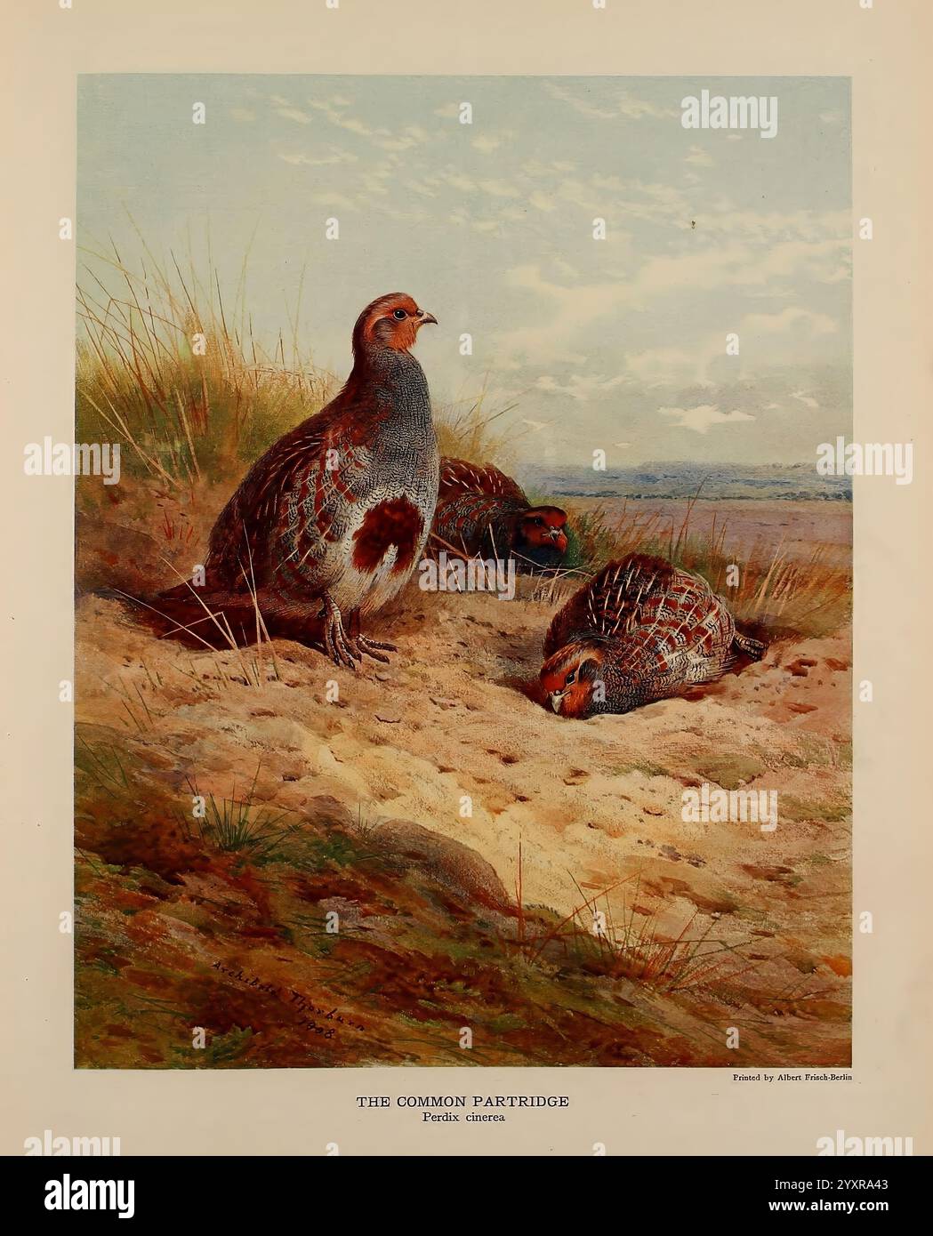Scene depicts three common partridges hi-res stock photography and ...
