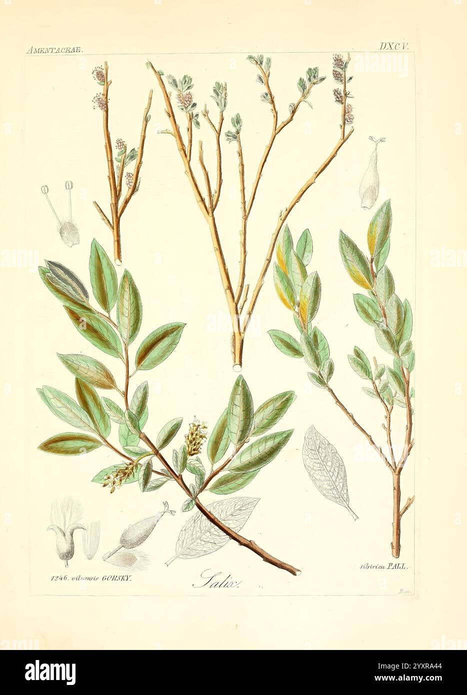 Various salix species hi-res stock photography and images - Alamy