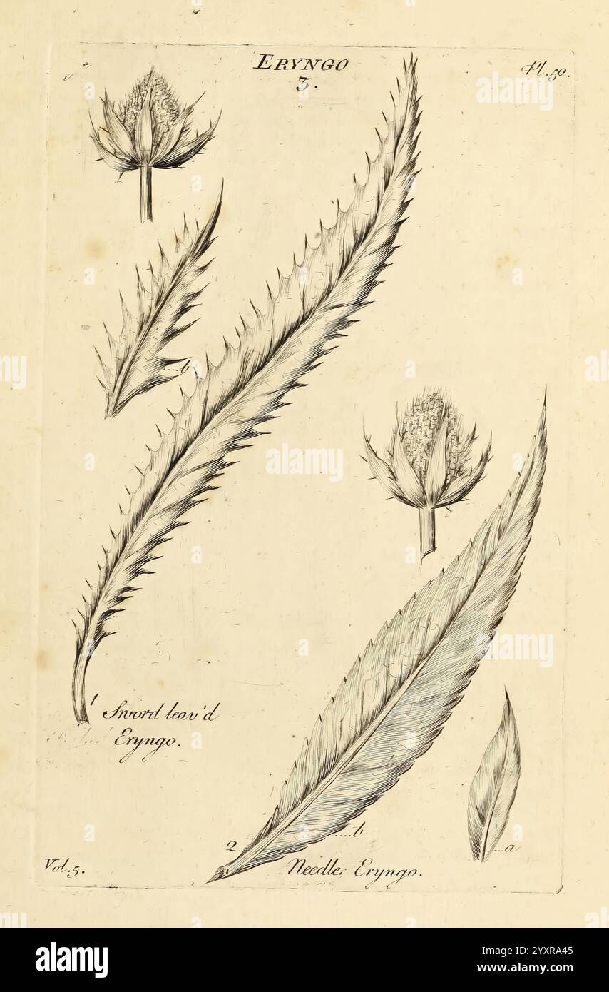 Reflecting traditional botanical nomenclature hi-res stock photography ...