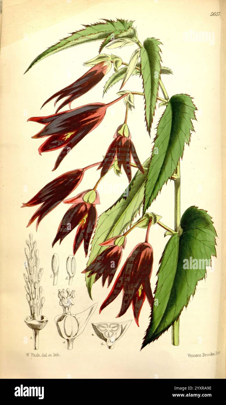 Curtis's Botanical Magazine London, New York Botanical Illustration ...