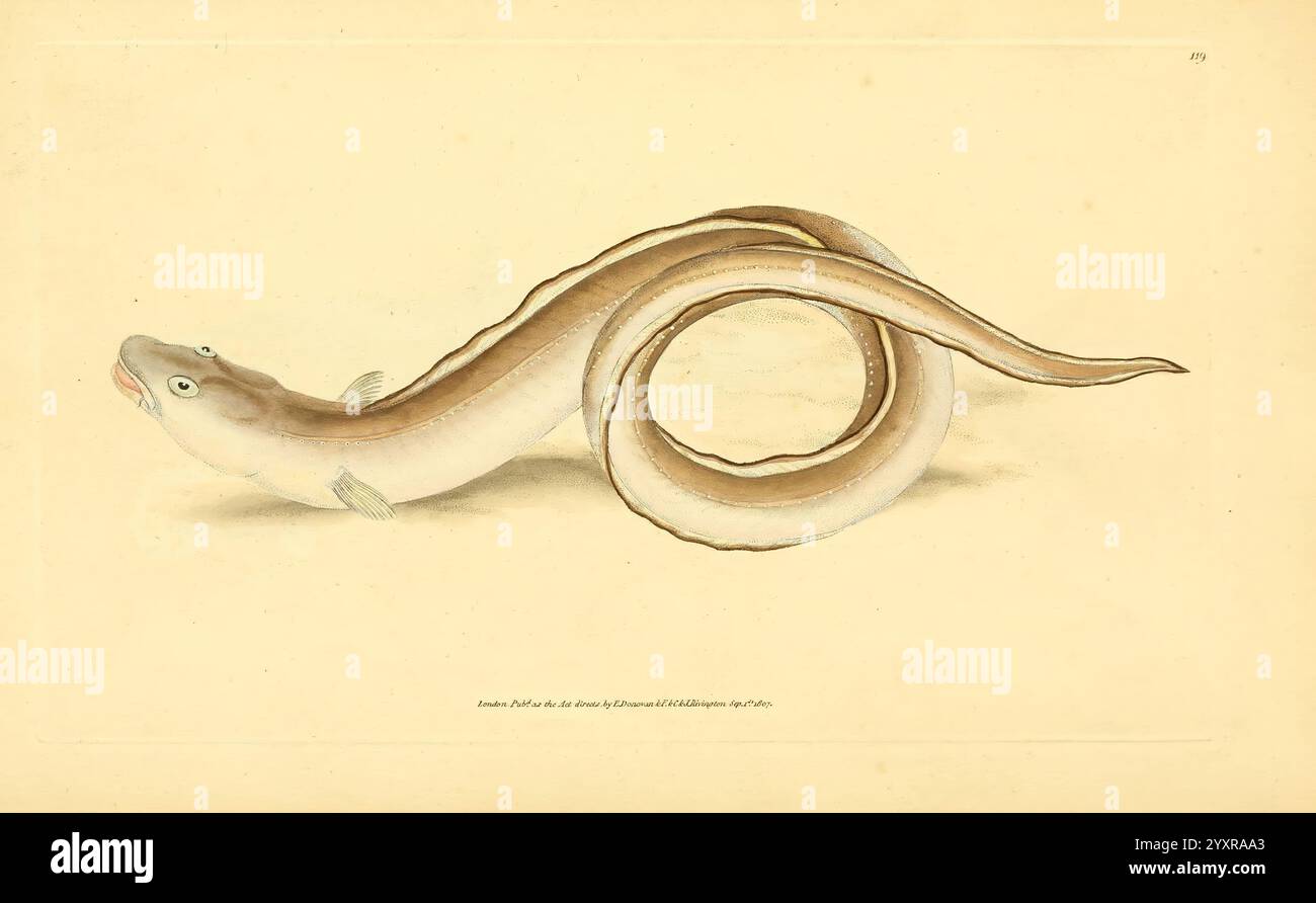 Serpentine aquatic creature hi-res stock photography and images - Alamy