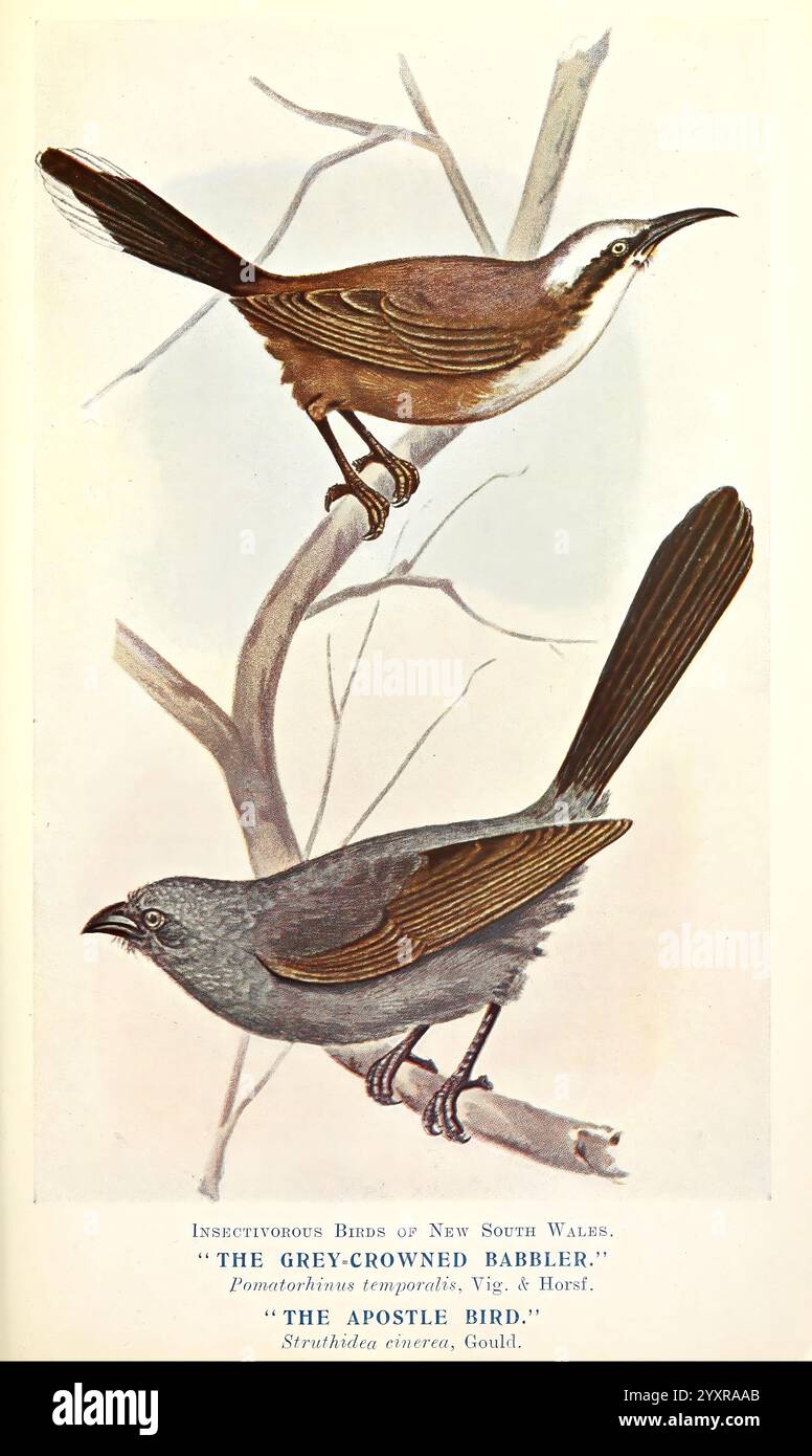 Prominent grey crown hi-res stock photography and images - Alamy