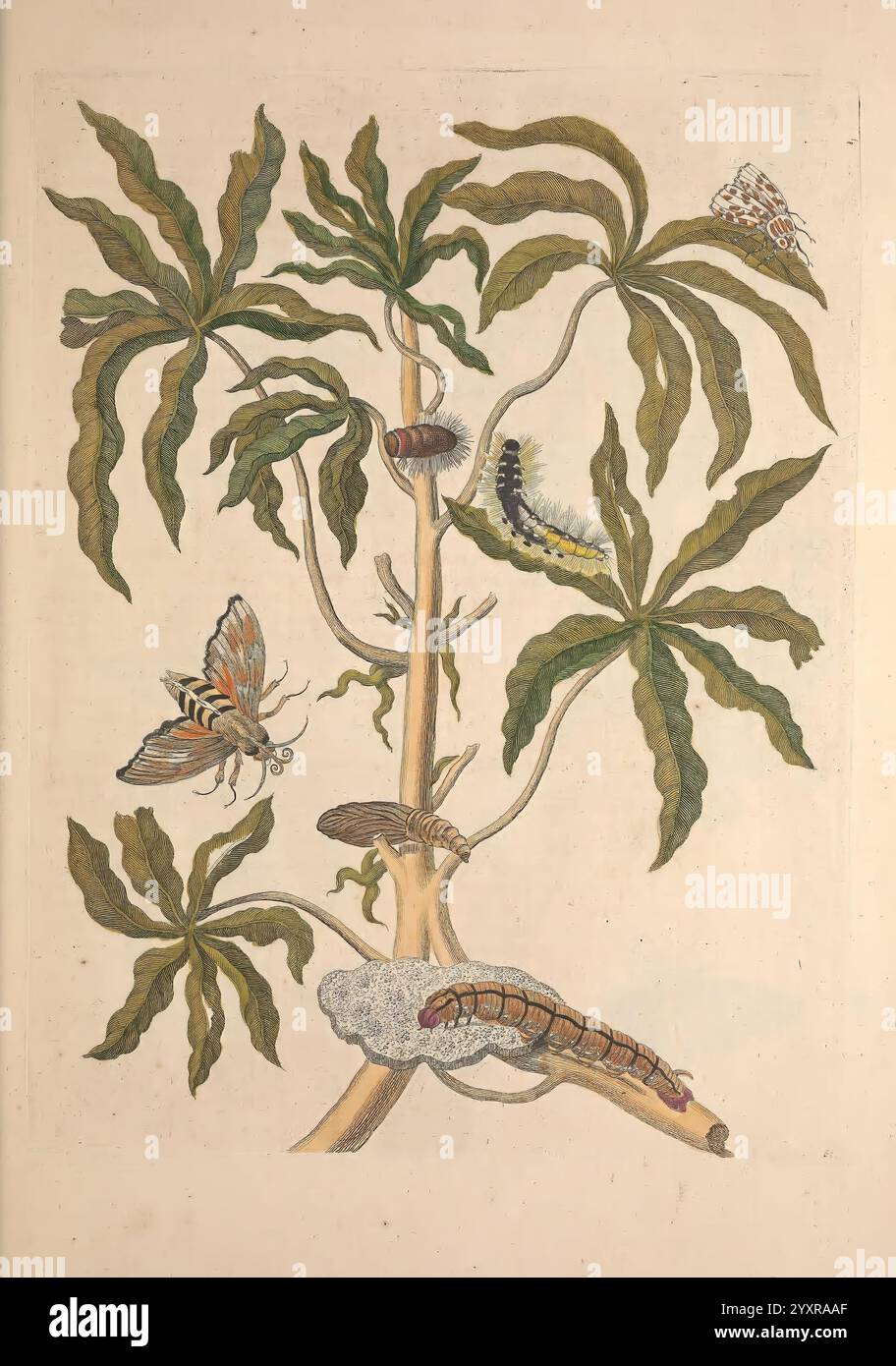 Plump caterpillar hi-res stock photography and images - Alamy