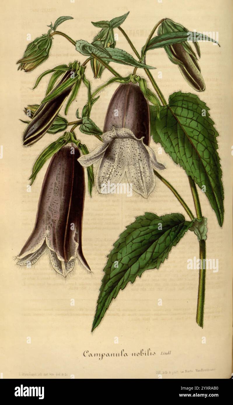 Multiple downward facing blooms hi-res stock photography and images - Alamy