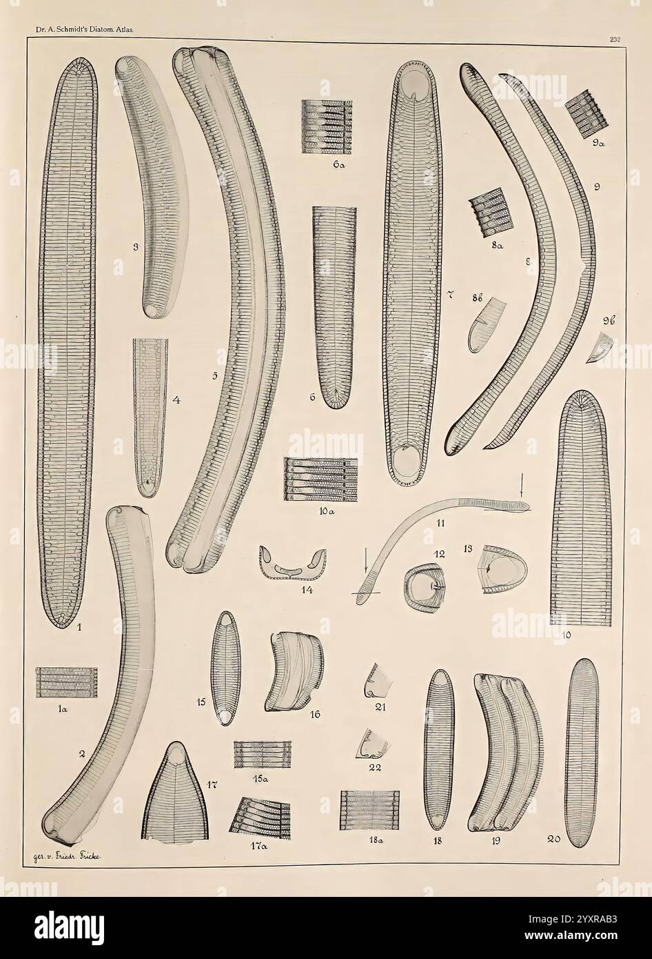 Diatom silicate structures hi-res stock photography and images - Alamy