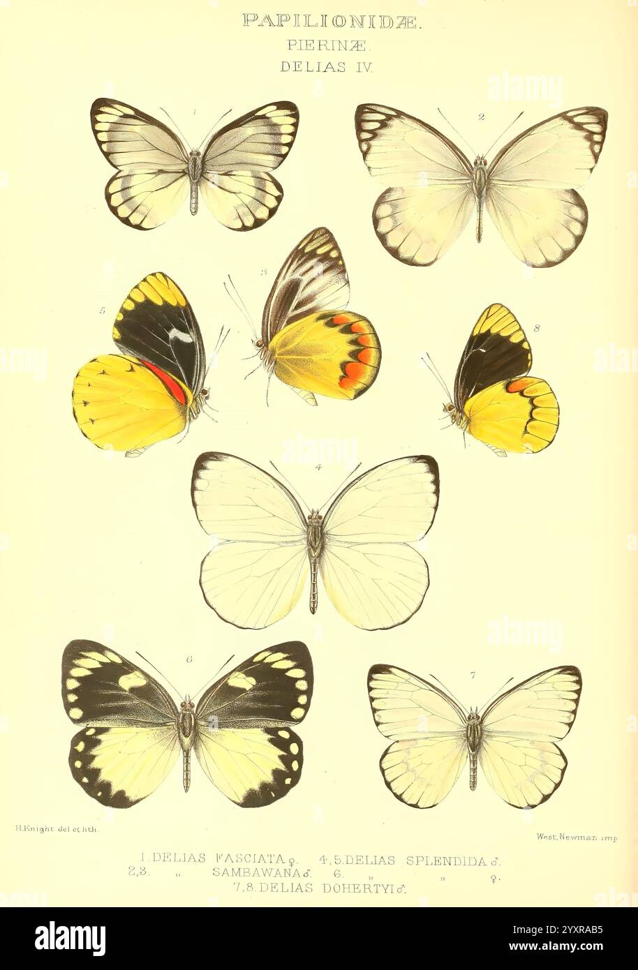 Pigmentation ranging hi-res stock photography and images - Alamy