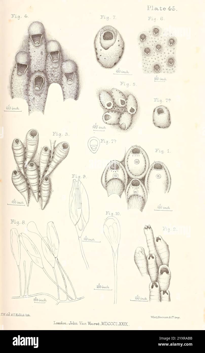 A history of the British marine Polyzoa, London, J. Van Voorst, 1880 ...