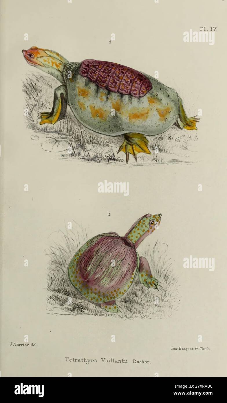 Faune de la senegambie paris hi-res stock photography and images - Alamy