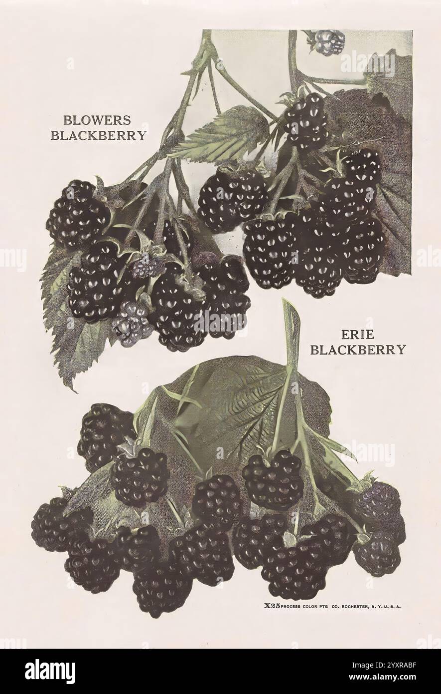 Visual displays two varieties hi-res stock photography and images - Alamy