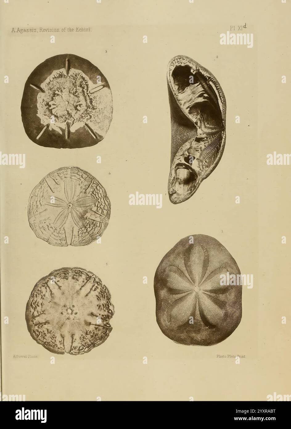 Two star shaped shells hi-res stock photography and images - Alamy