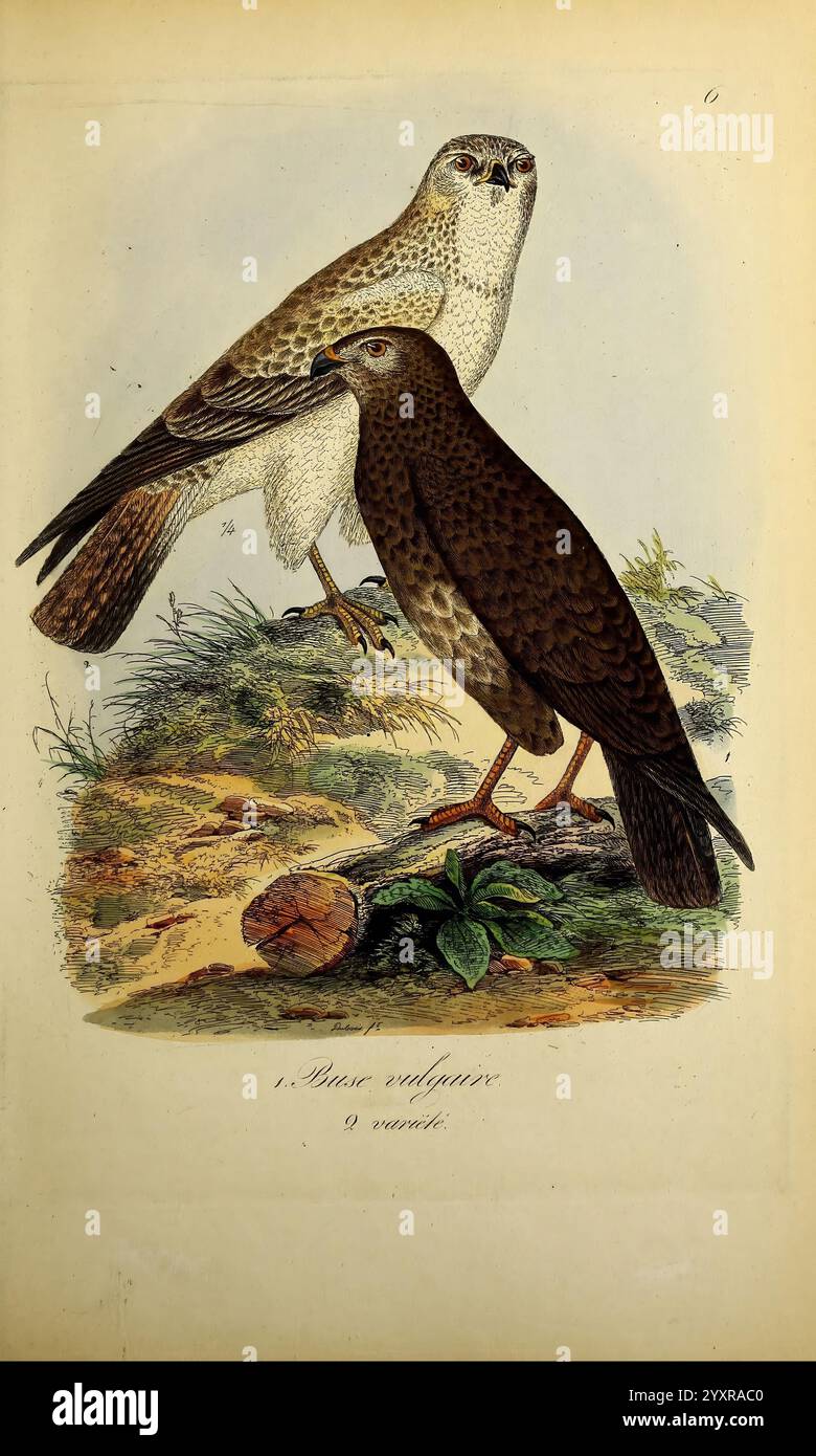Planches coloriees des oiseaux de la Belgique et de leurs oeufs ...
