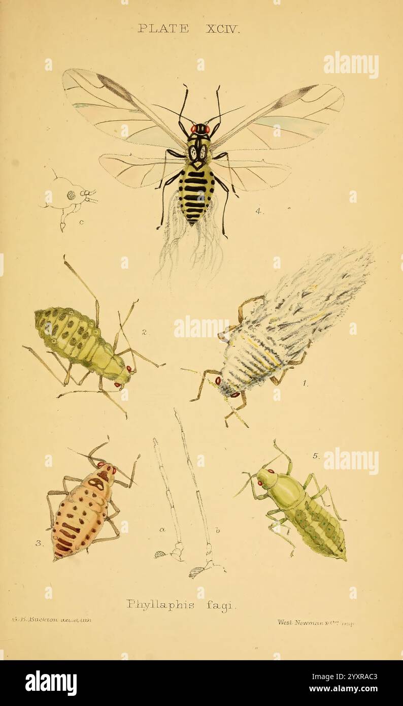 Specimen reveals unique characteristics hi-res stock photography and ...