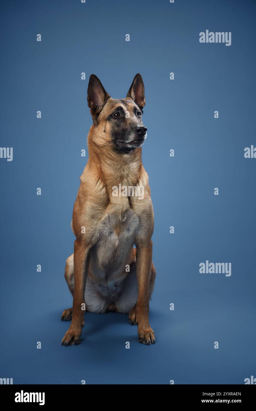 A Belgian Malinois dog seated confidently against a blue background ...