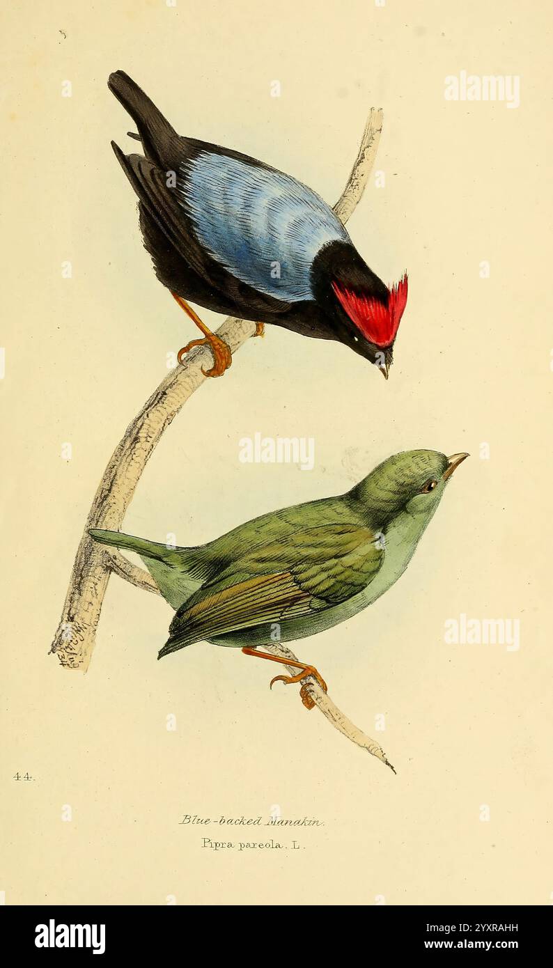 A selection of the birds of Brazil and Mexico, the drawings 1841, birds ...