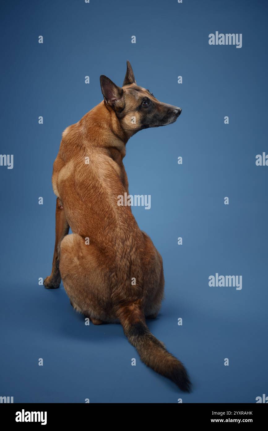 A side profile of a seated Belgian Malinois with its tan coat and ...