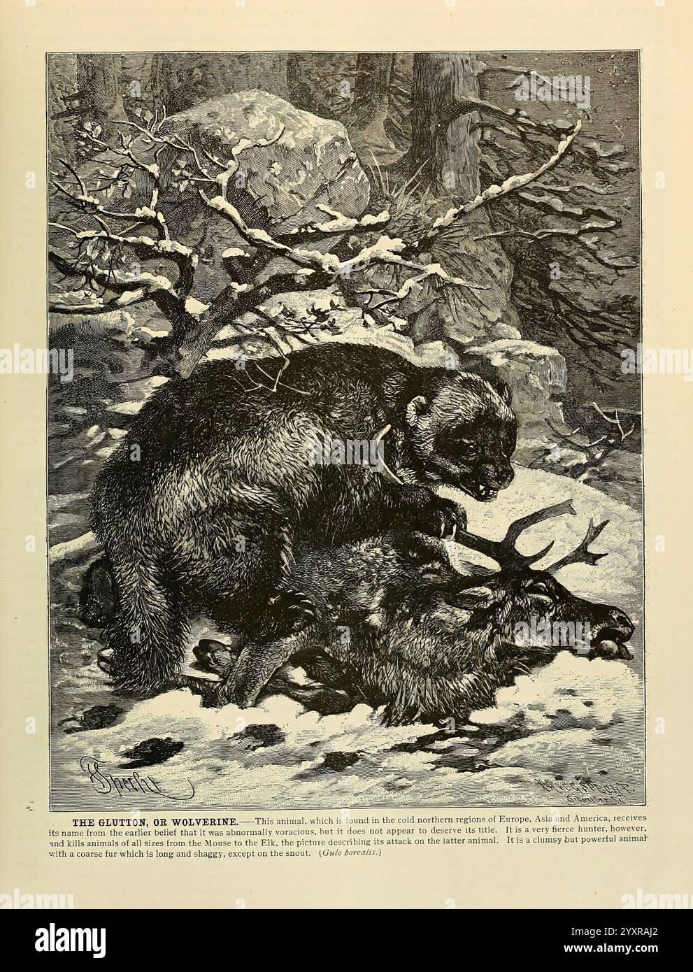 Wolverine animal with prey hi-res stock photography and images - Alamy