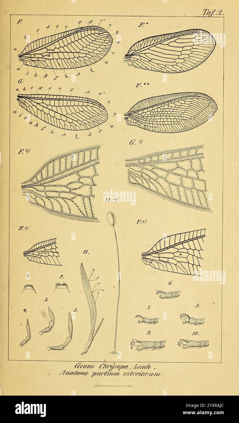 Featuring various specimens identified hi-res stock photography and ...