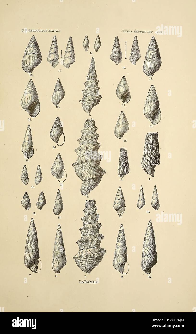 Conical shell forms hi-res stock photography and images - Alamy