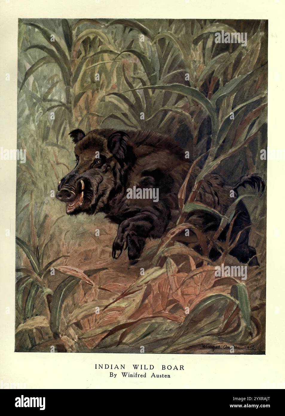 The wild beasts of the world, London, [1909?], animal behavior zoology ...