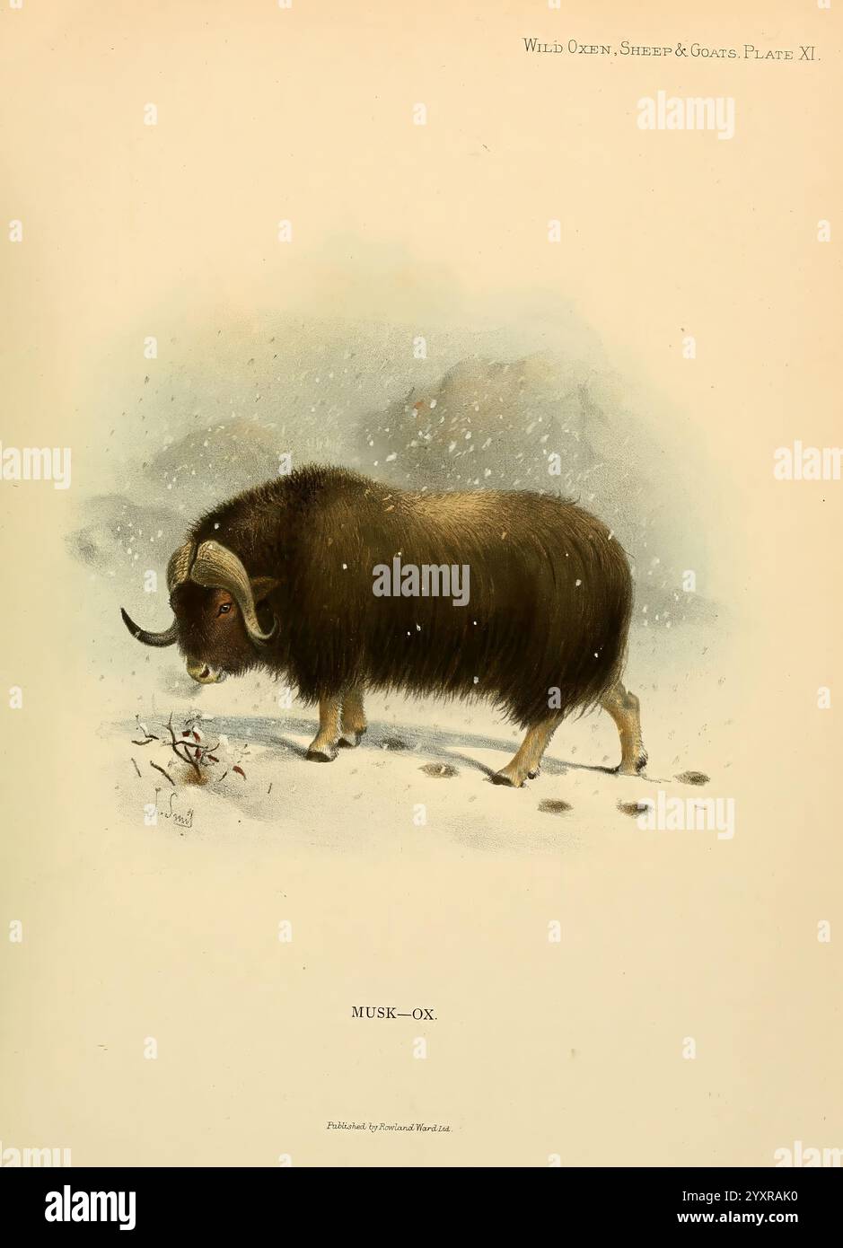 Musk oxs natural habitat hi-res stock photography and images - Alamy