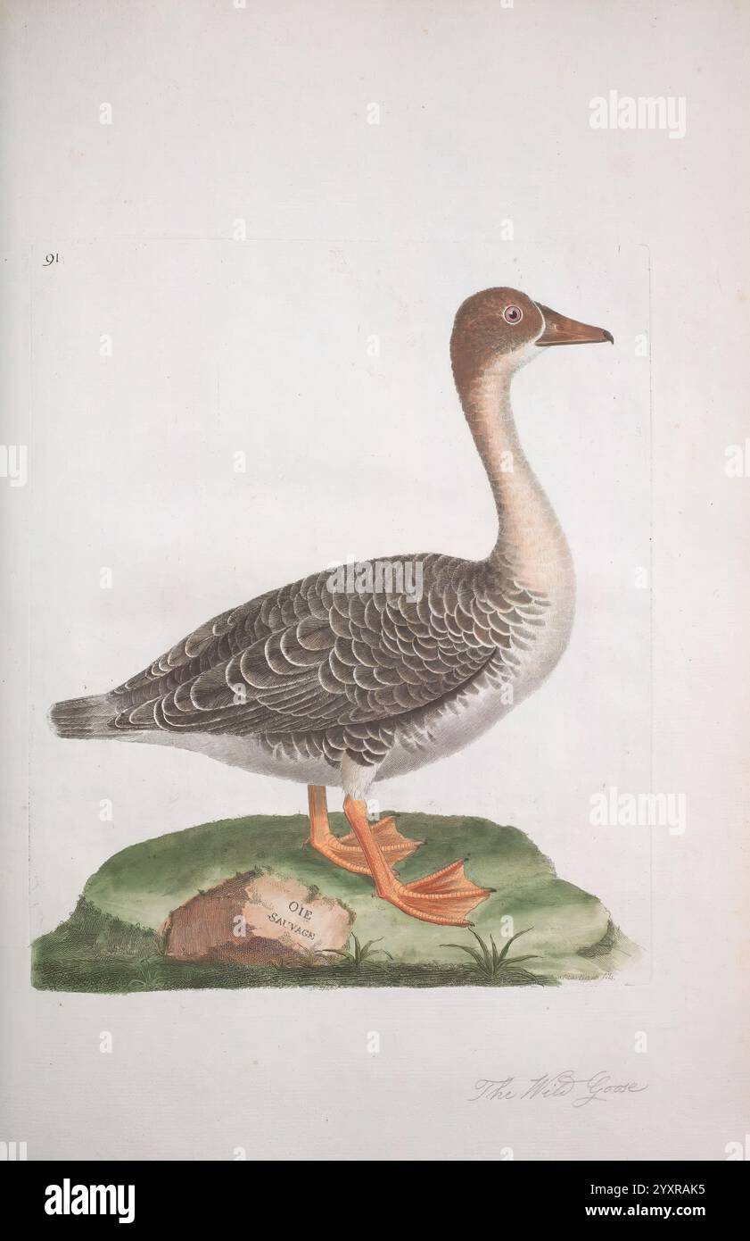 Ornithologie Paris The Artist 1773-1792 birds pictorial works, A ...