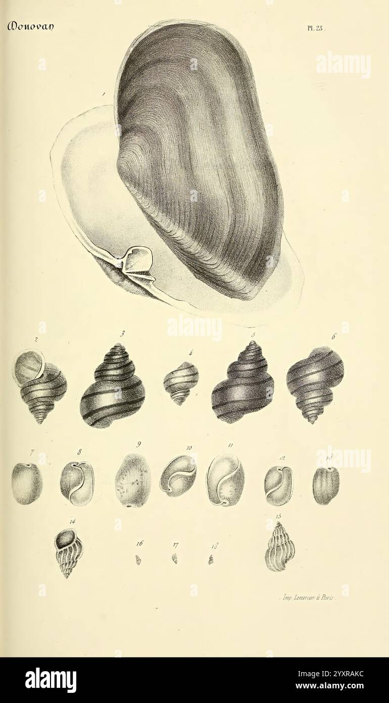 Numbered shells exhibit hi-res stock photography and images - Alamy