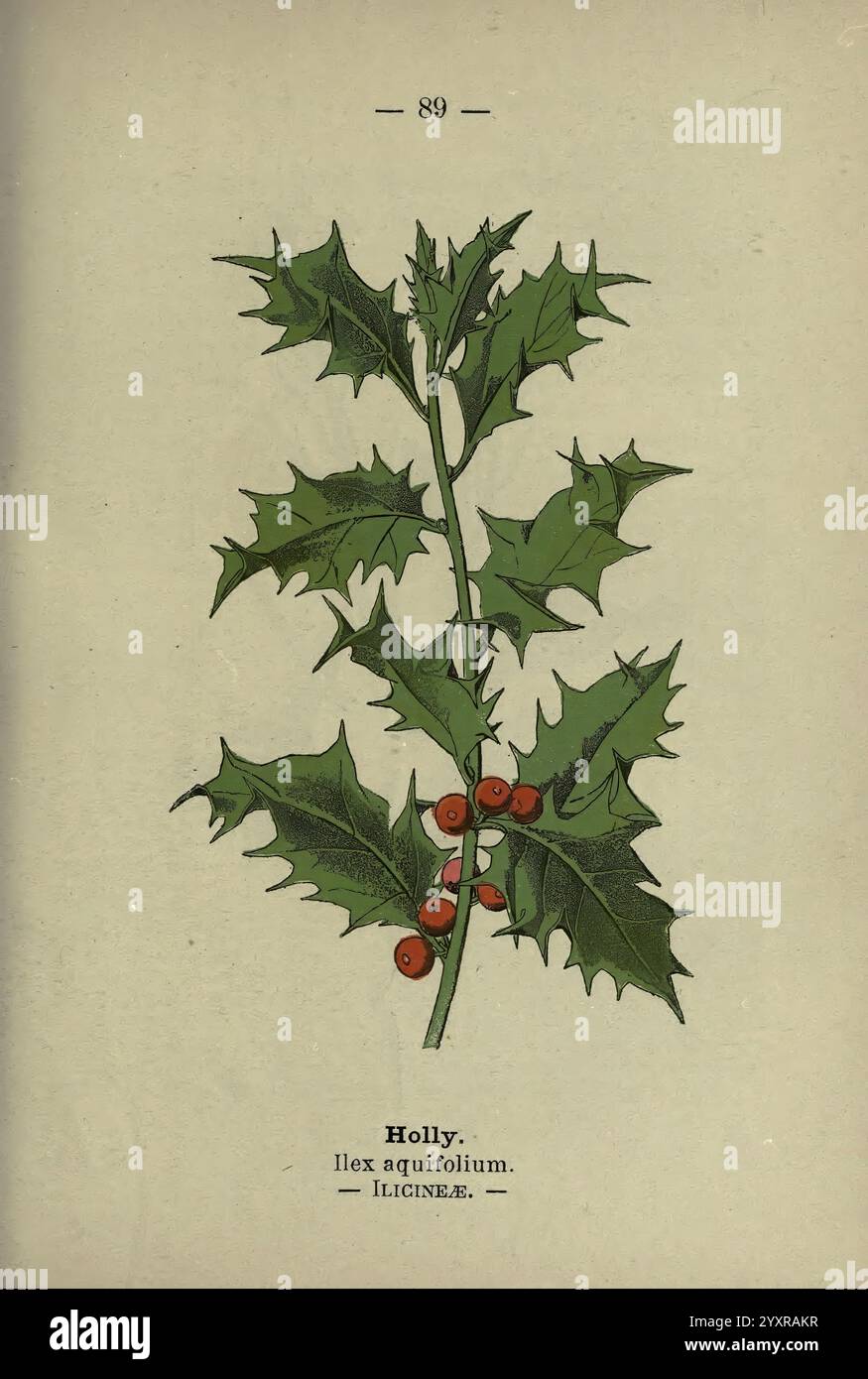 Labeled botanical name hi-res stock photography and images - Alamy