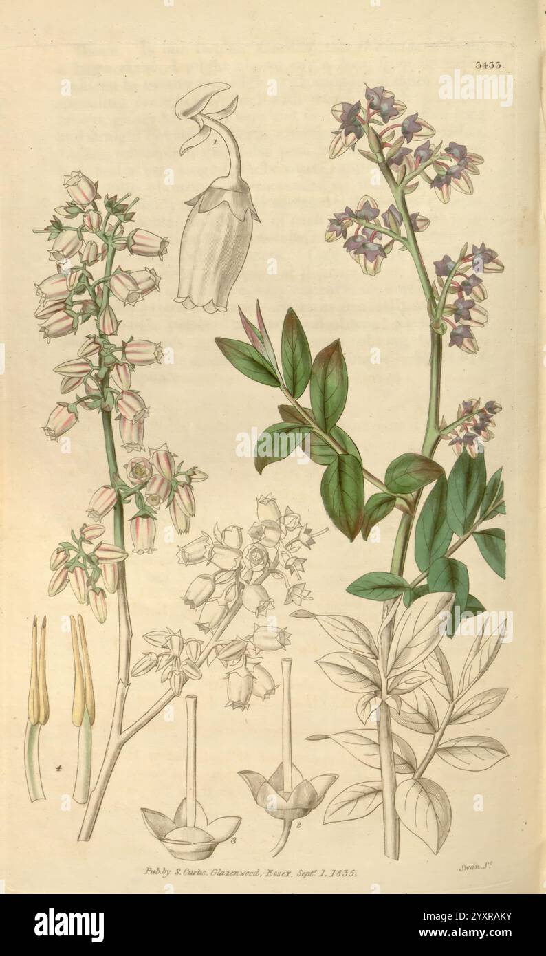 Curtis's Botanical Magazine London New York etc. Botany Periodicals ...